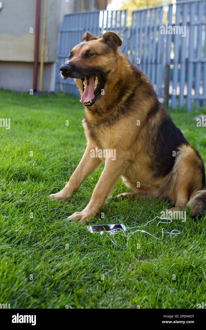 The howling dog audio hi-res stock photography and images - Alamy