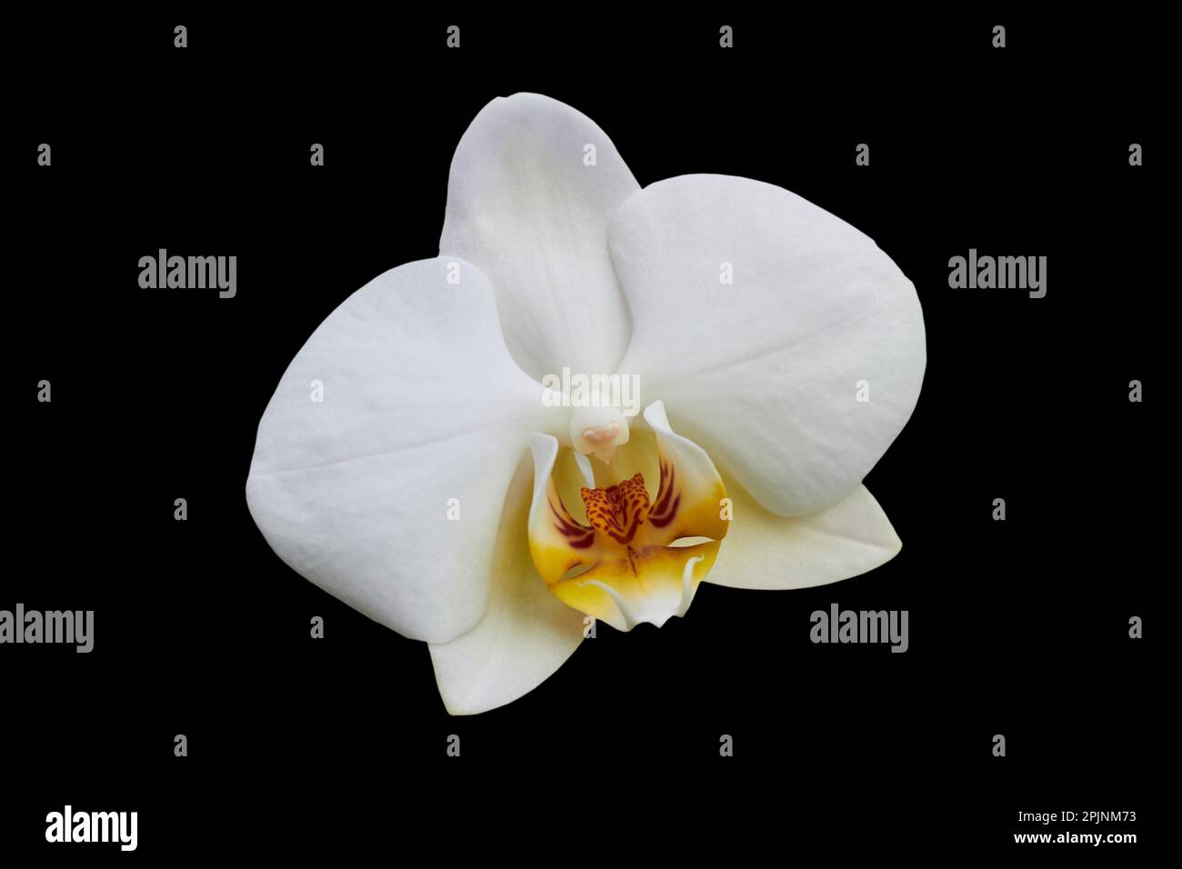 Phalaenopsis amabilis flower isolated on black background Stock Photo ...