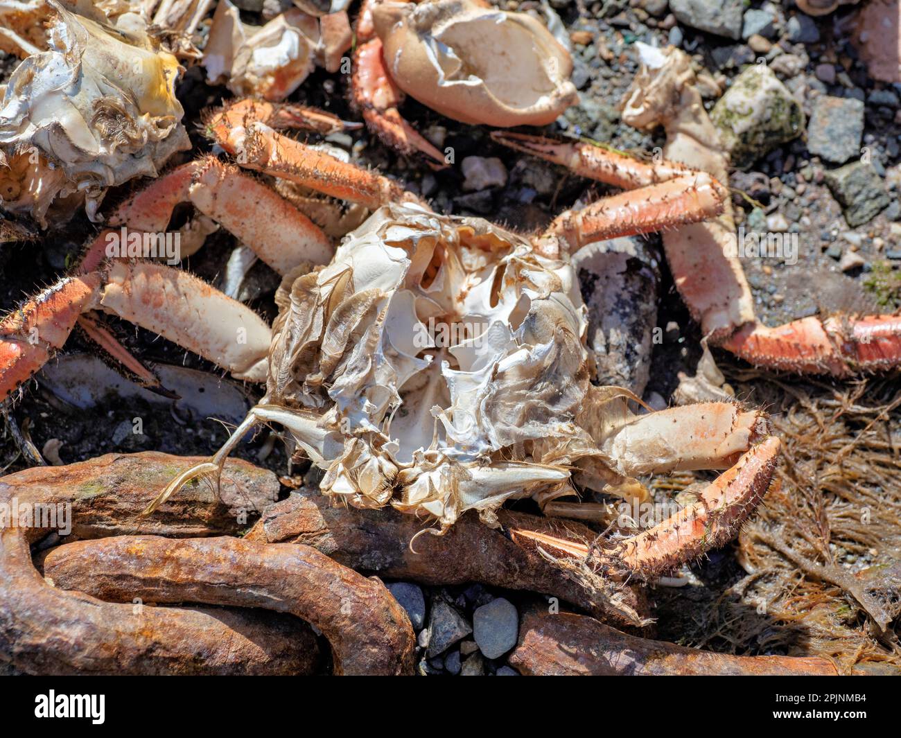 A dead crab lies on the shore, its empty shell a reminder of an earlier ...