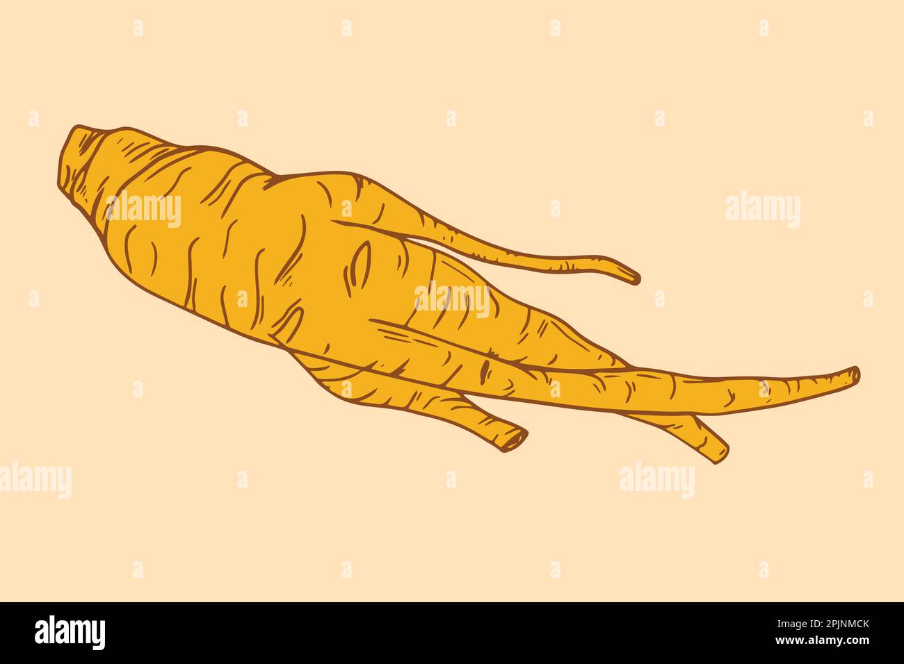 Red korean ginseng root illustration. Ginseng root symbol in hand ...