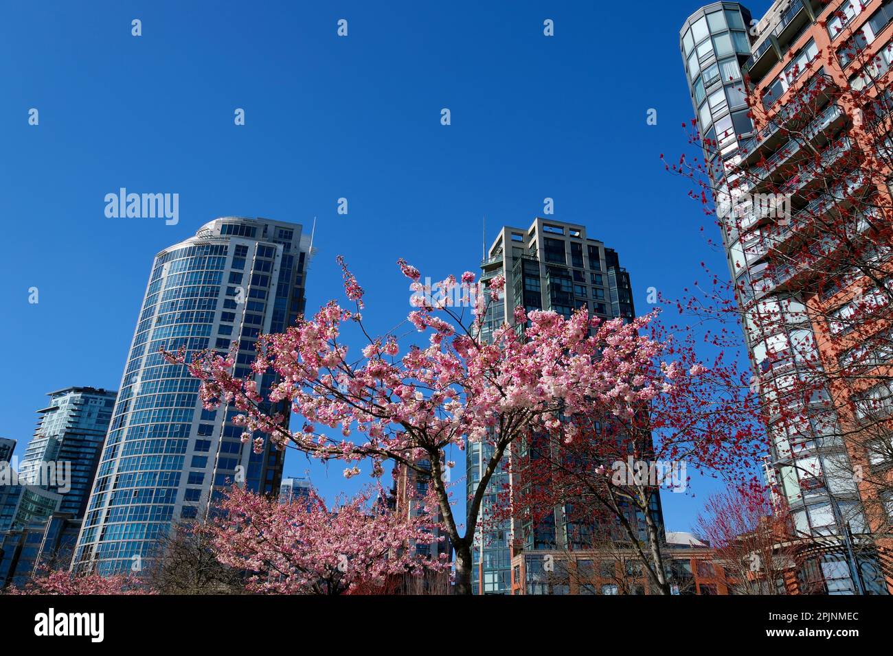 Cherry blossoms in full bloom in the city Blooming sakura cherry ...