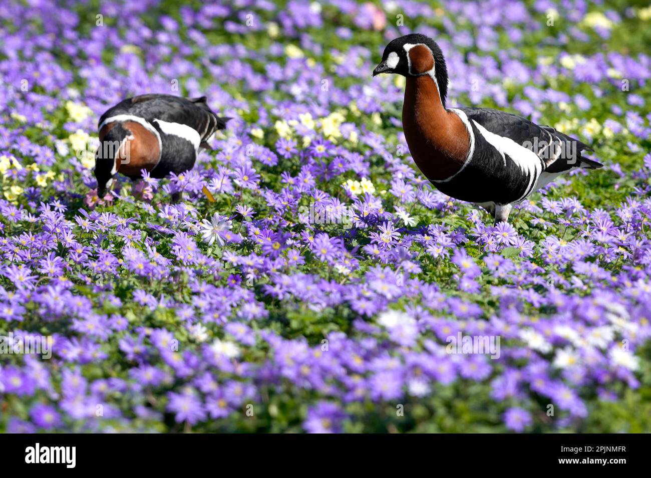 Red-breasted geese walk through flowering Anemone Blanda and Primroses ...