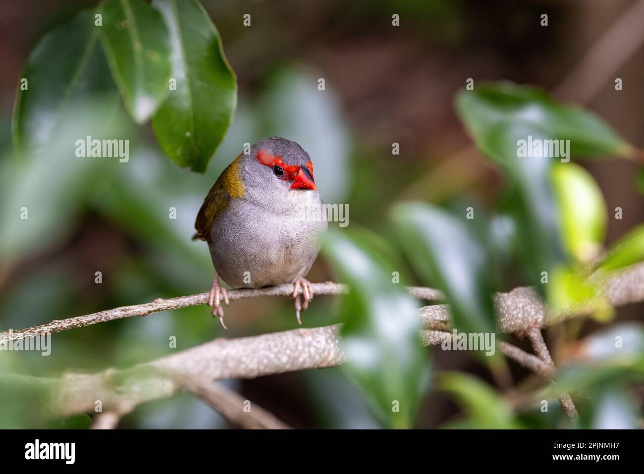 A male red-browed finch, neochmia temporalis, perched in woodland. The ...