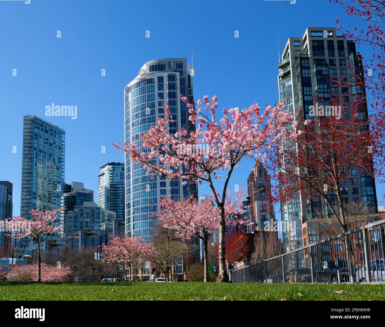 Cherry blossoms in full bloom in the city Blooming sakura cherry ...