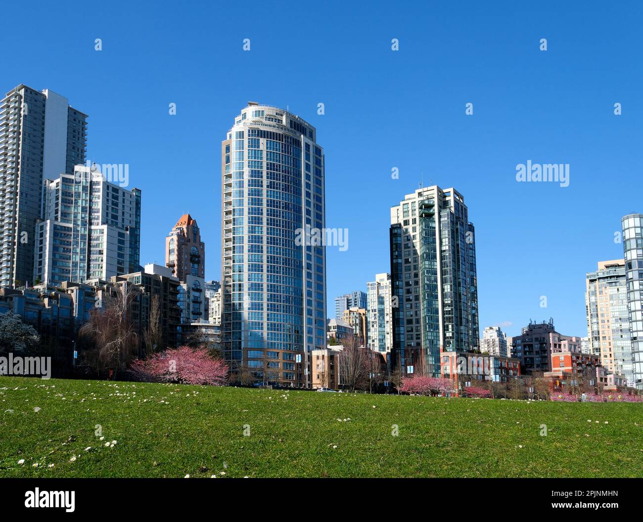 Cherry blossoms in full bloom in the city Blooming sakura cherry ...