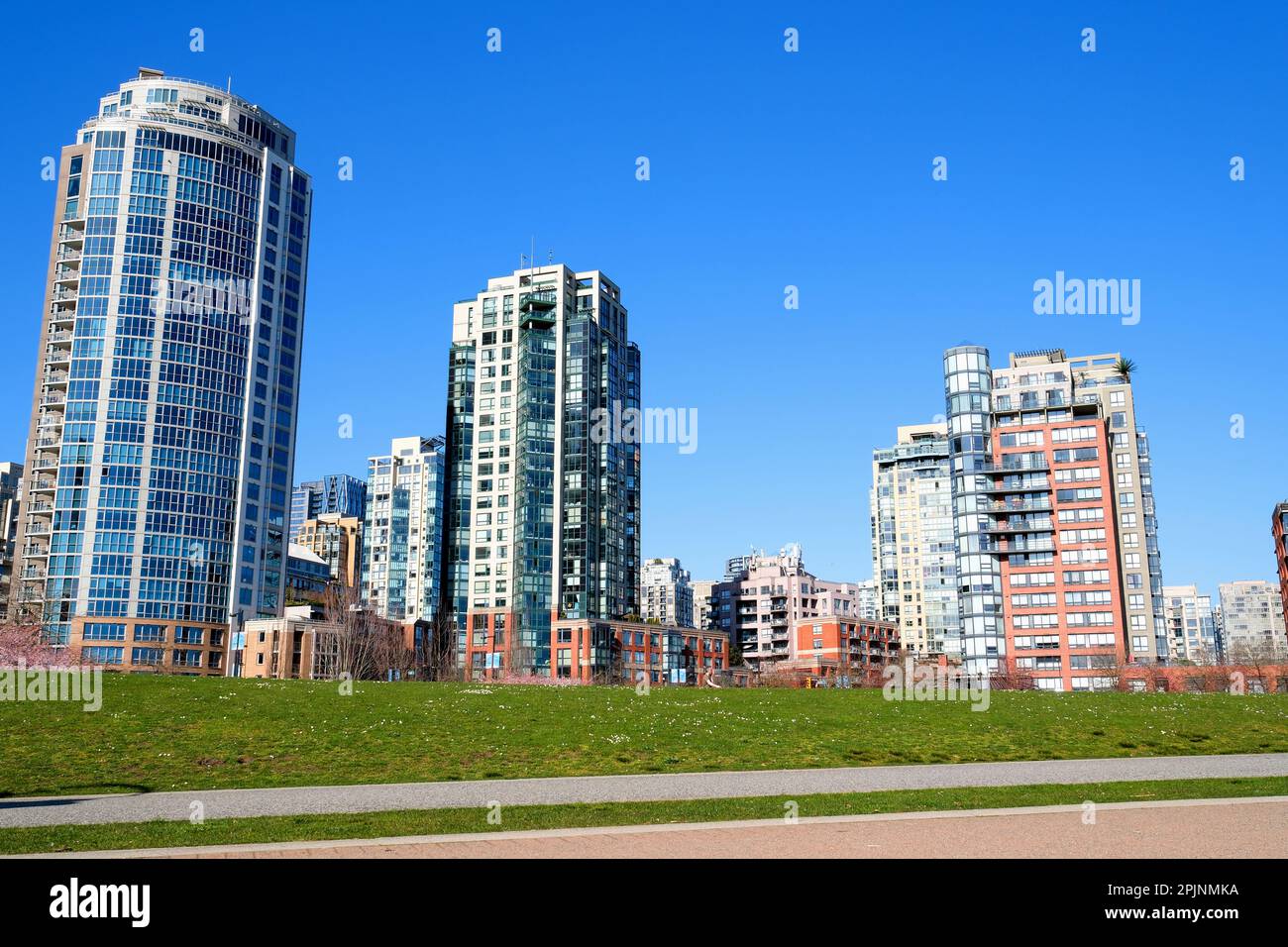 Cherry blossoms in full bloom in the city Blooming sakura cherry ...
