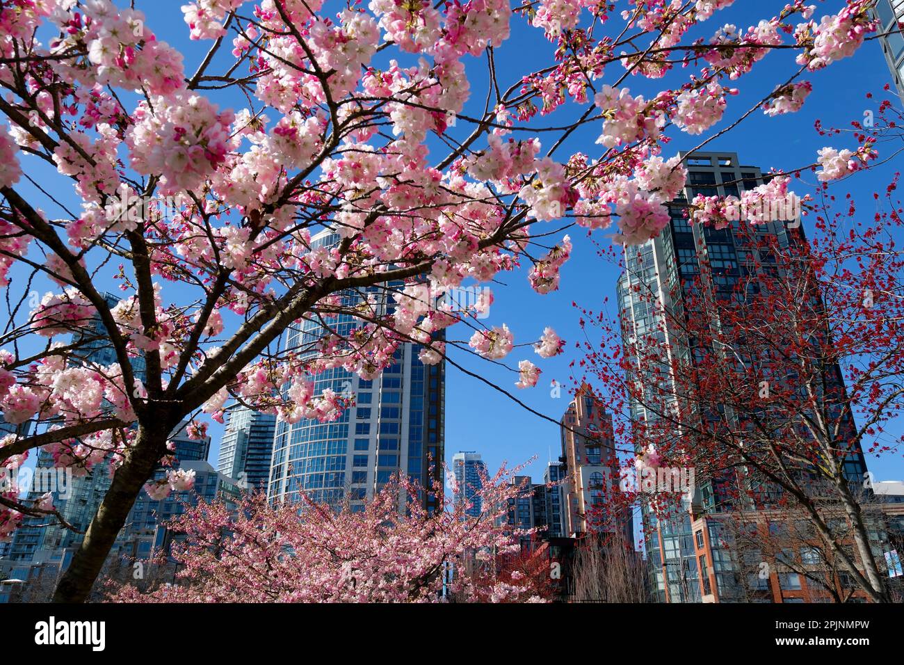 Cherry blossoms in full bloom in the city Blooming sakura cherry ...