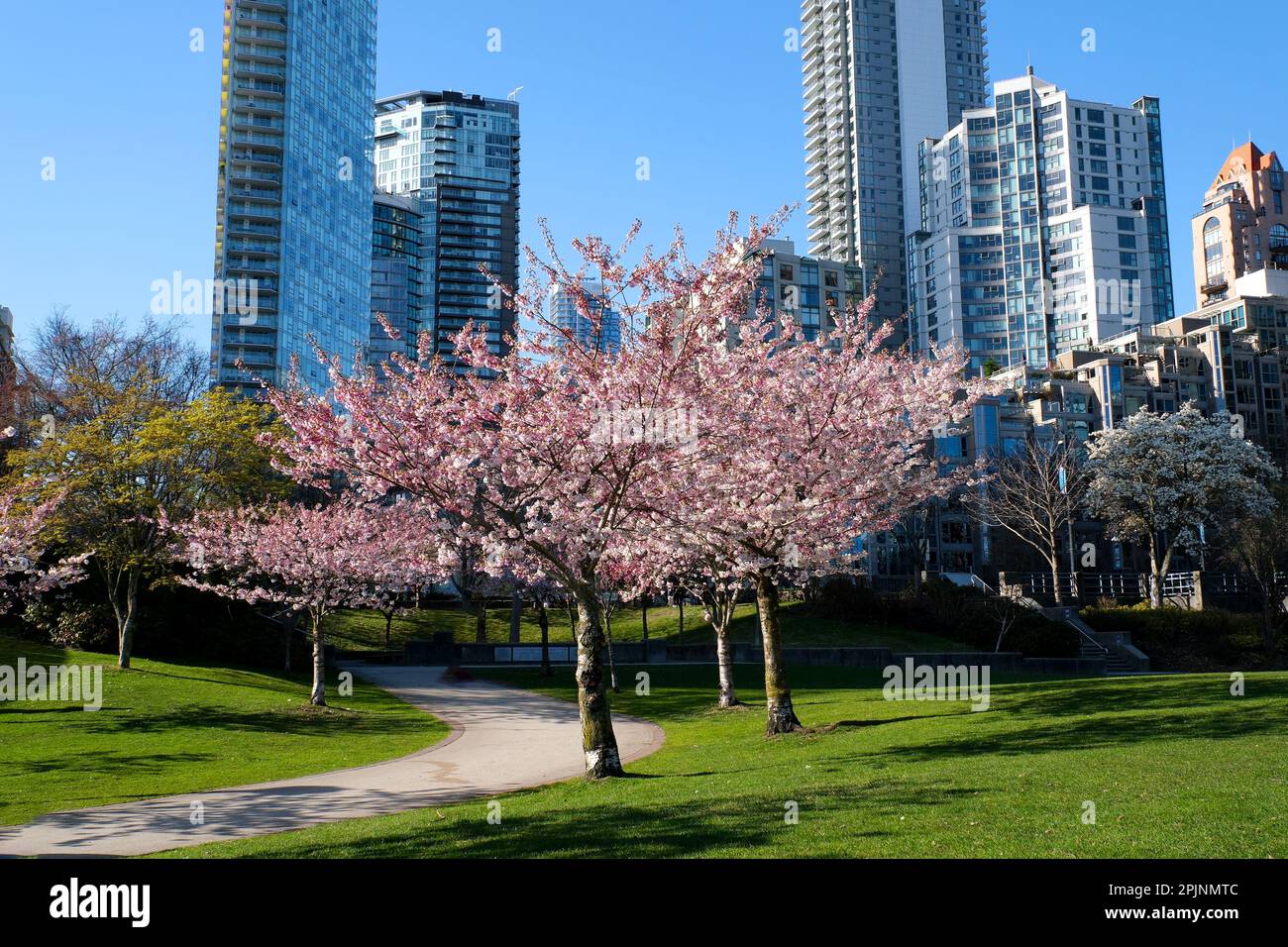 Cherry blossoms in full bloom in the city Blooming sakura cherry ...
