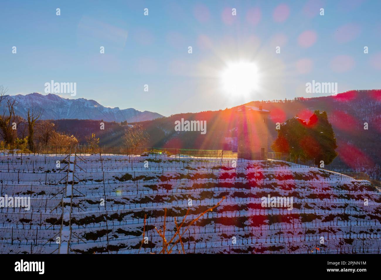 Vineyard with Snow in Winter and Sunbeam in Collina d'oro with Mountain ...