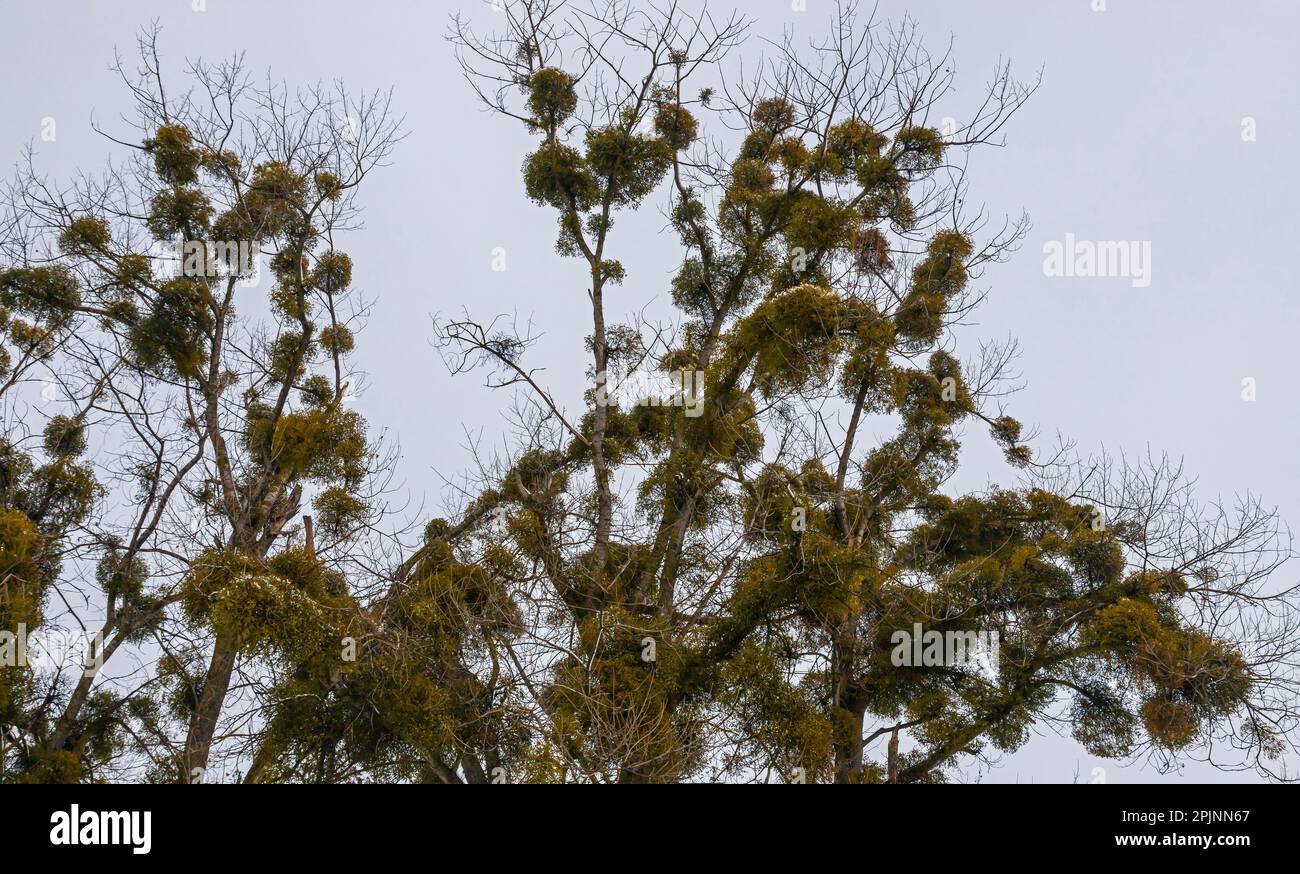 Green Mistletoes on a tree. Viscum album is a hemiparasite native to ...