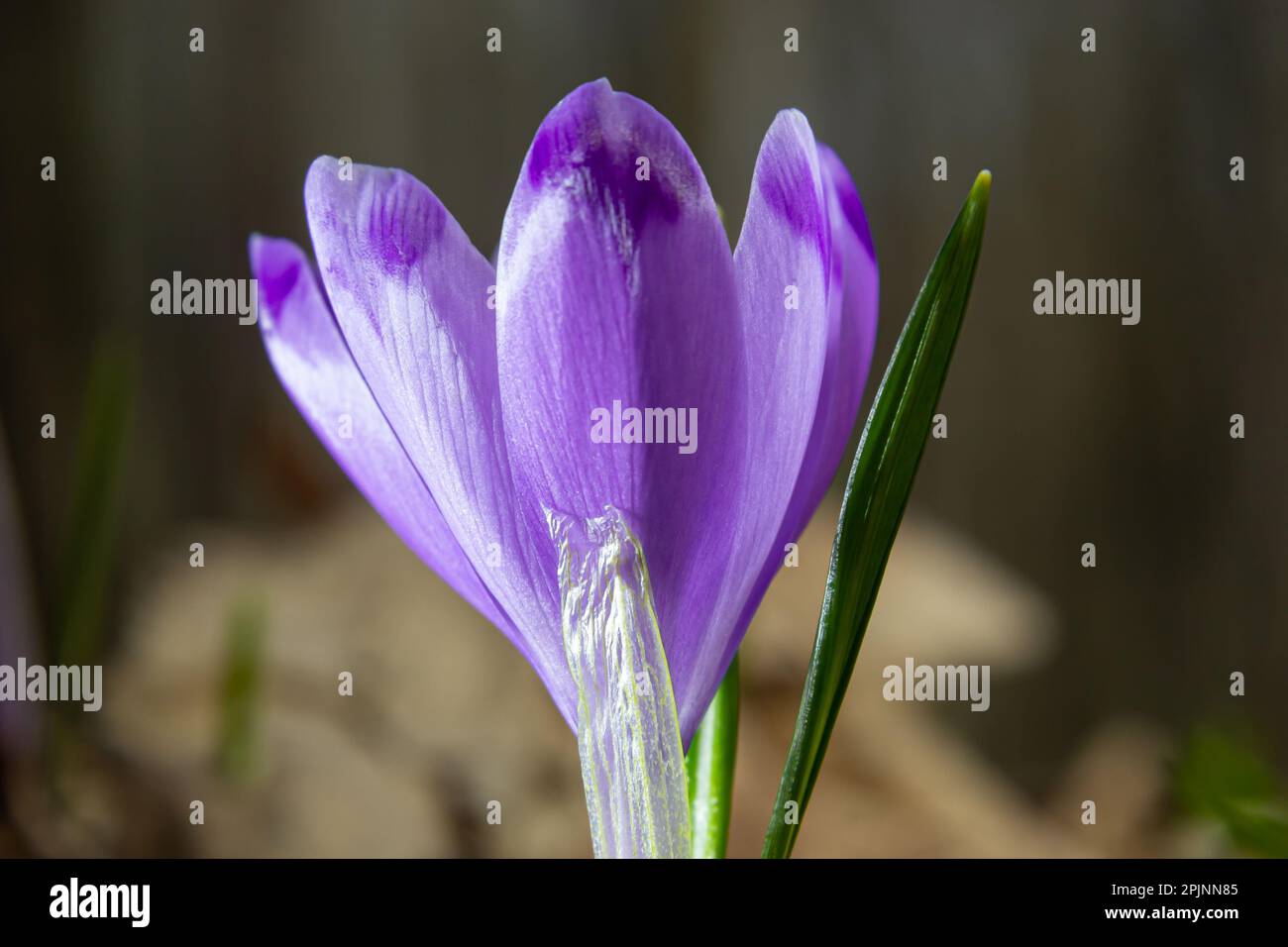 Sunlit purple crocus flowers, Crocus tommasinianus, Barr's purple ...