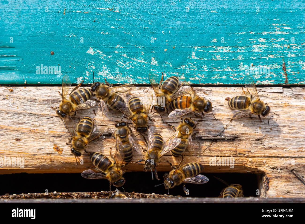 A lot of bees returning to bee hive and entering beehive with collected ...