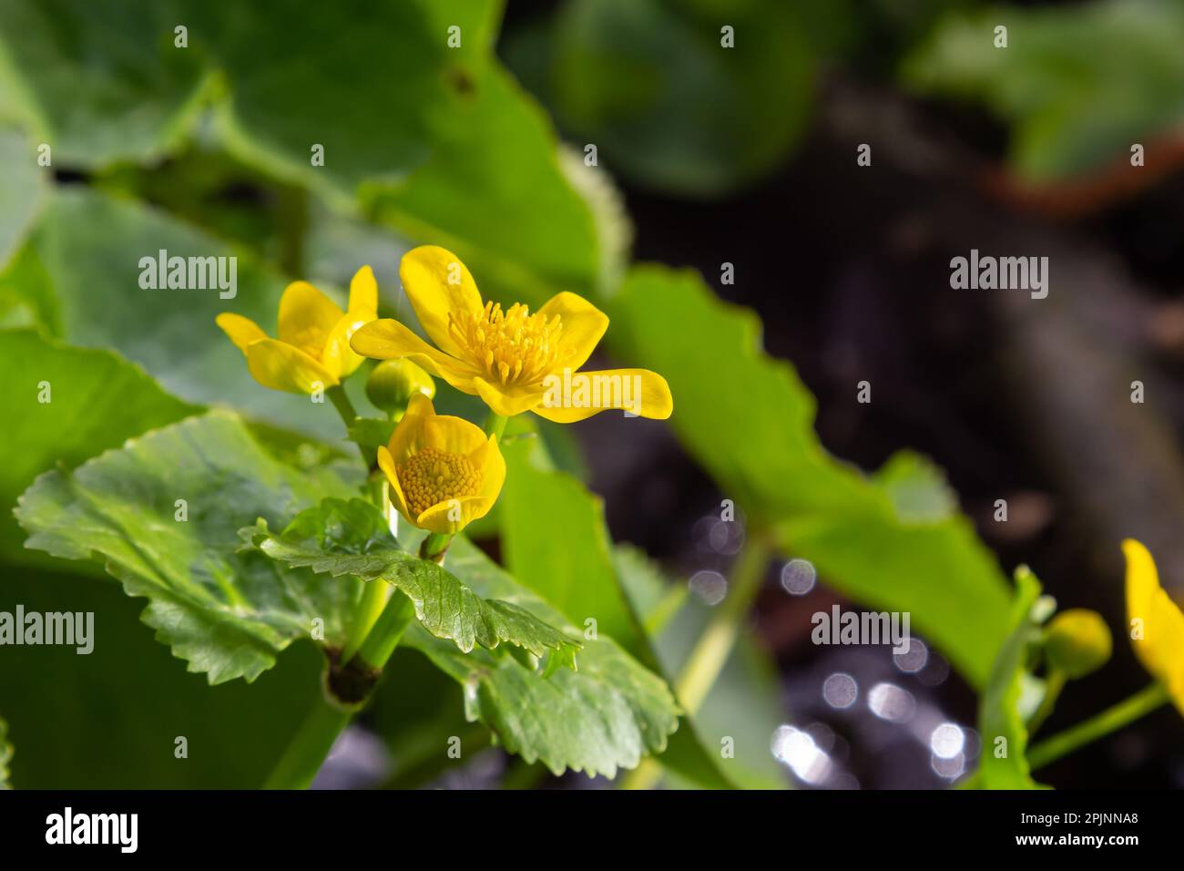 Marsh Marigold Caltha palustris yellow flowers against the backdrop of ...