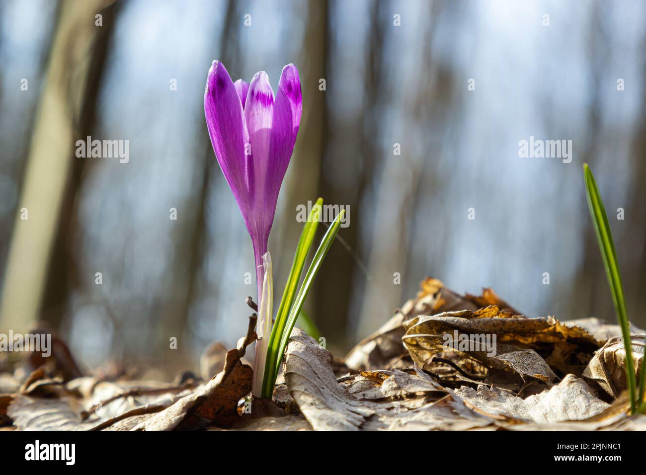 Sunlit purple crocus flowers, Crocus tommasinianus, Barr's purple ...
