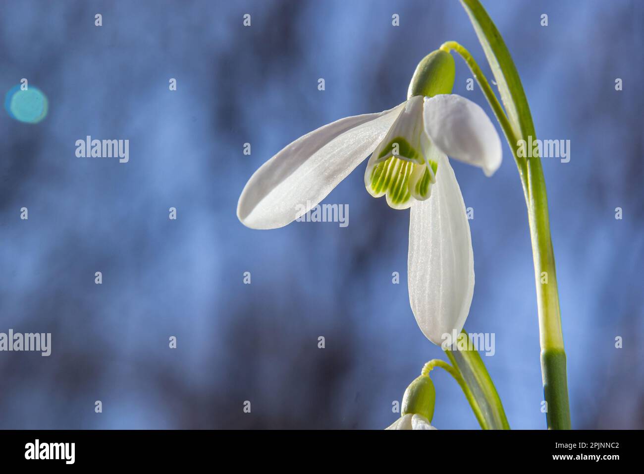 White snowdrop flower, close up. Galanthus blossoms illuminated by the ...