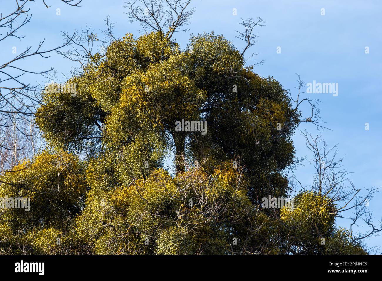 A sick withered tree attacked by mistletoe, viscum. They are woody ...
