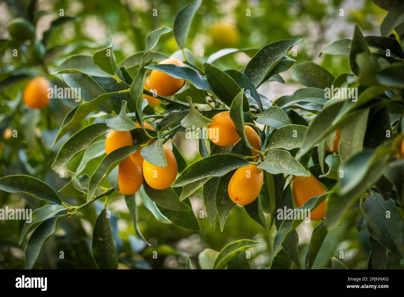 Exotic fortunella margarita fruits growing on tree branches Stock Photo ...