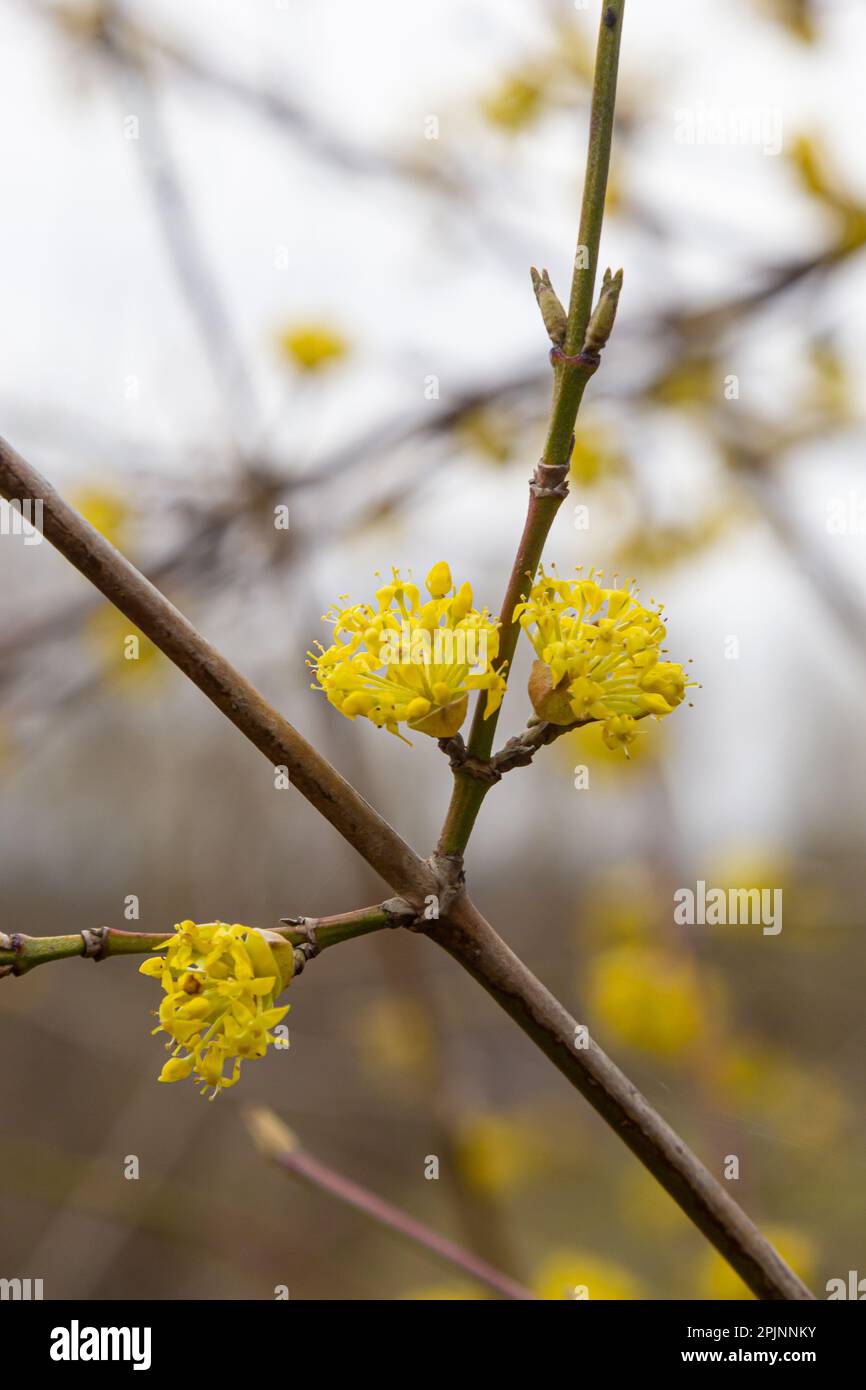 In the spring dogwood is real, Cornus mas, blooms in the wild ...