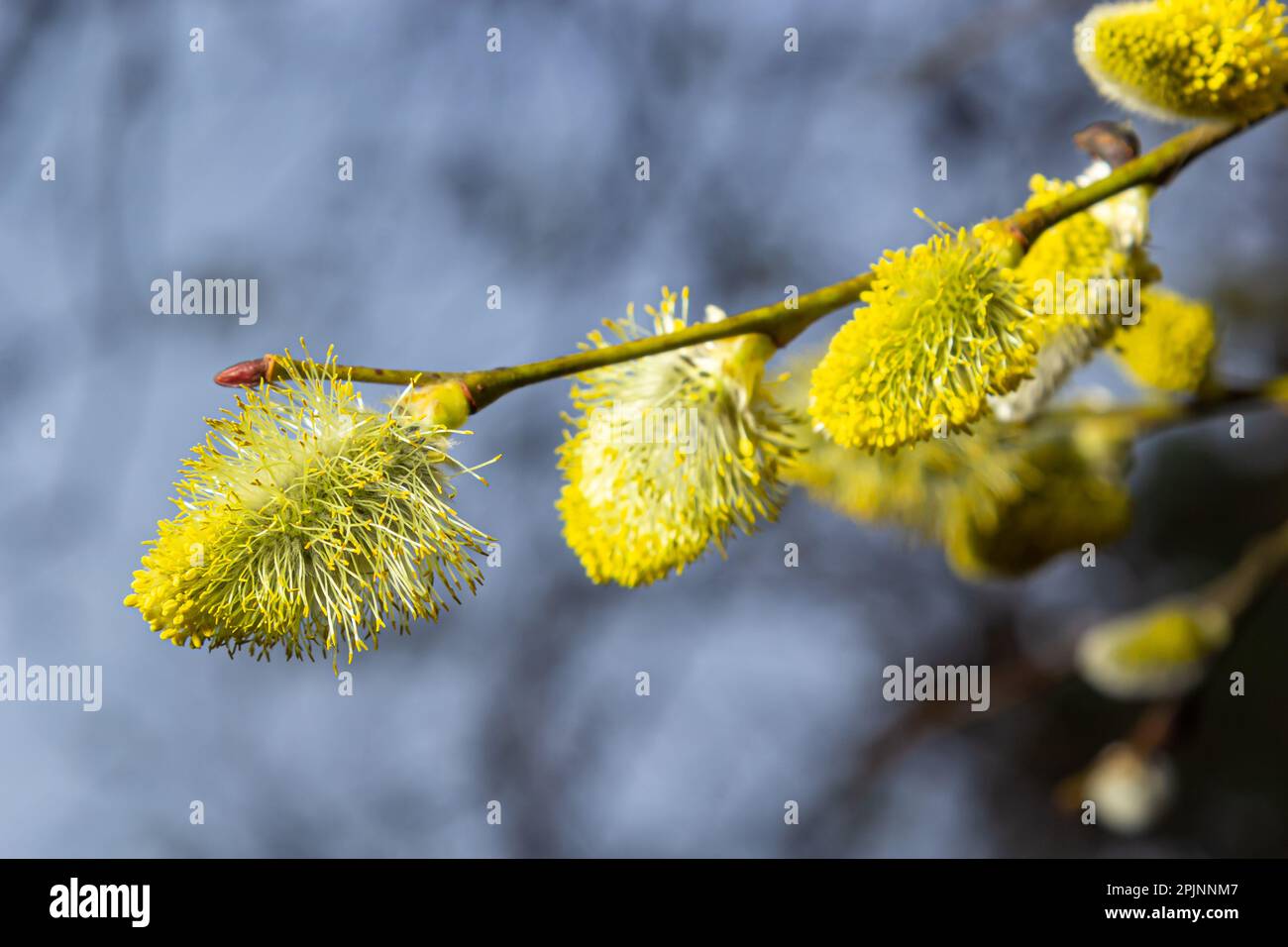 Willow, Salix caprea, branches with buds blossoming in early spring ...
