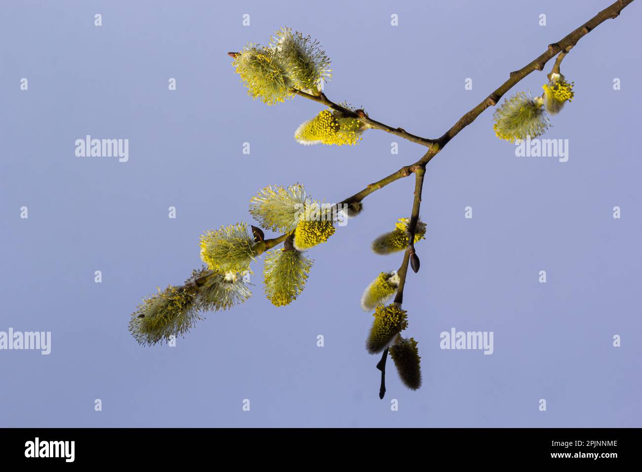 Willow, Salix caprea, branches with buds blossoming in early spring ...