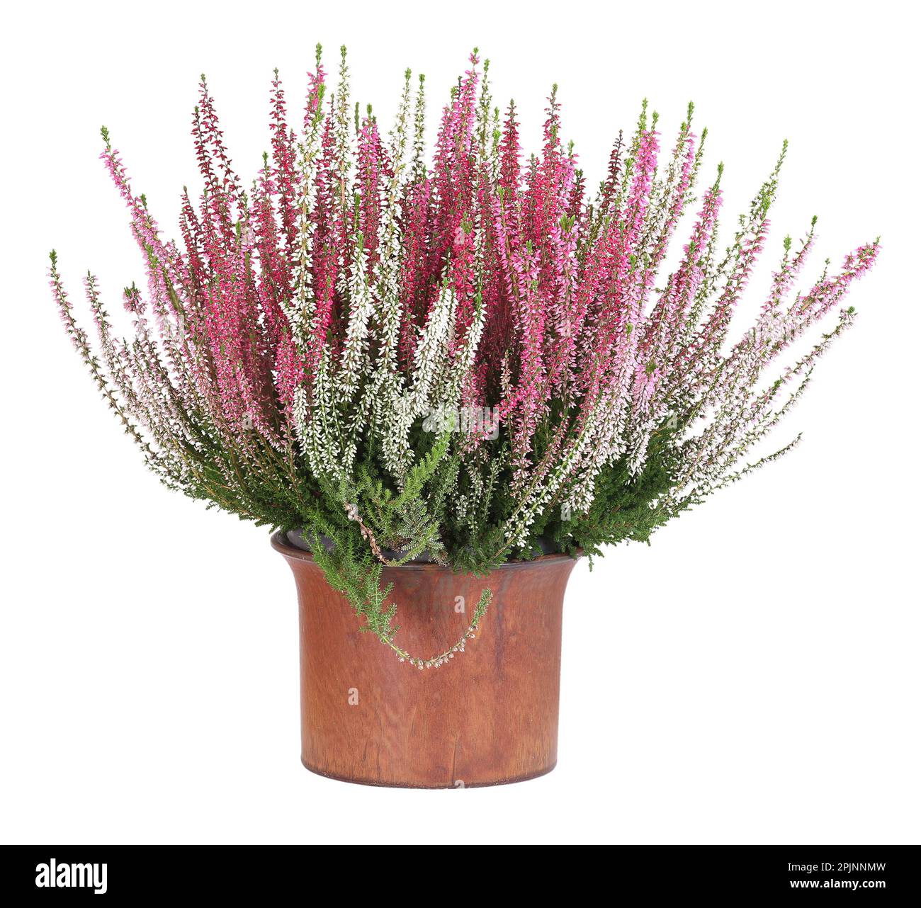 Potted white and pink heather, isolated background Stock Photo - Alamy