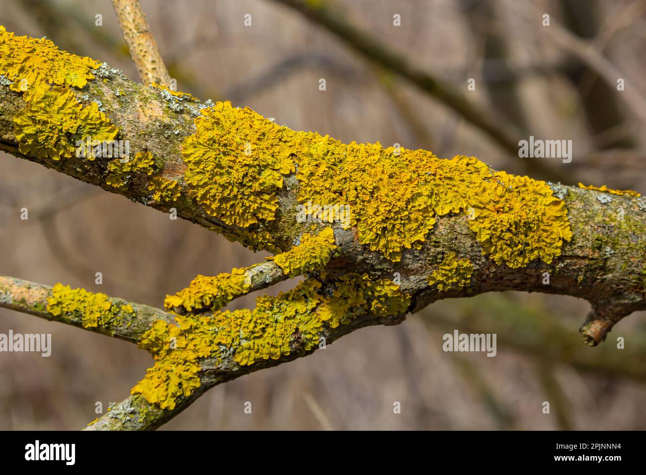 Xanthoria parietina, common orange lichen, yellow scale, maritime ...