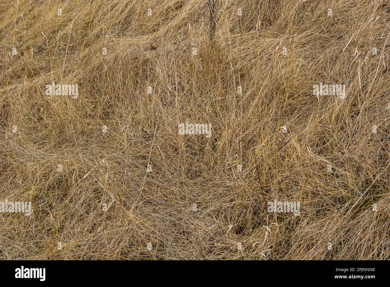 Dry grass, crushed by wind and rain, lies in a field. Yellow dead grass ...