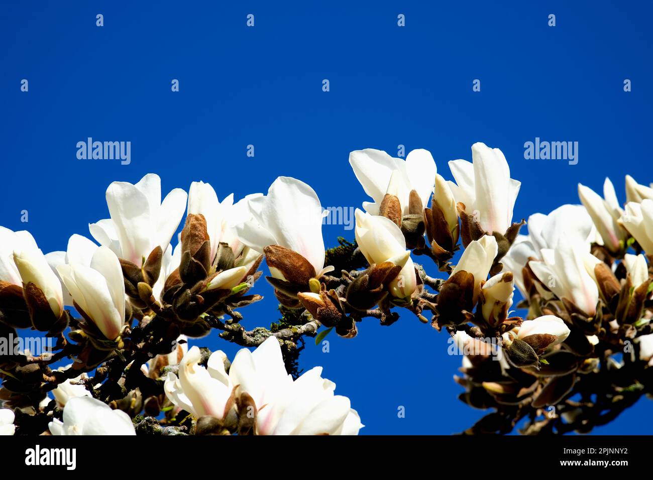Beautiful white flower footage 4k hi-res stock photography and images ...
