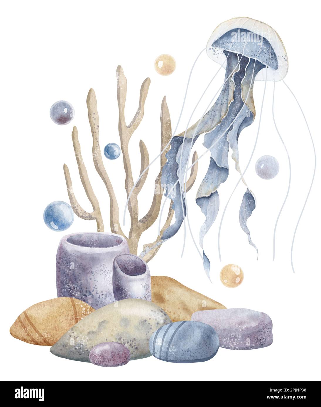 Jellyfish with Coral reefs and seabed on isolated background. Hand ...