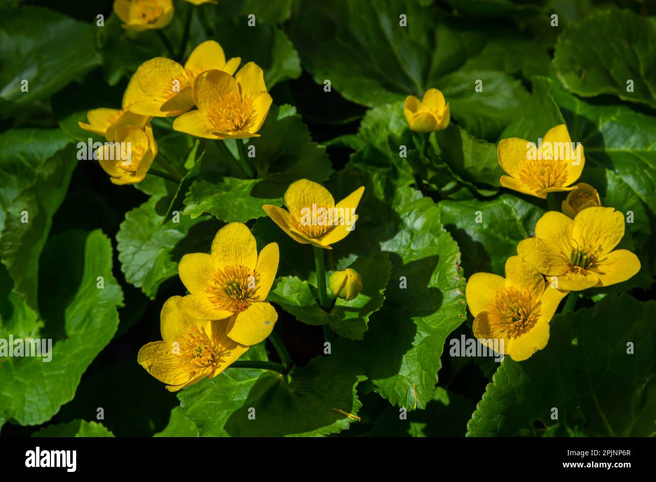 Marsh Marigold Caltha palustris yellow flowers against the backdrop of ...