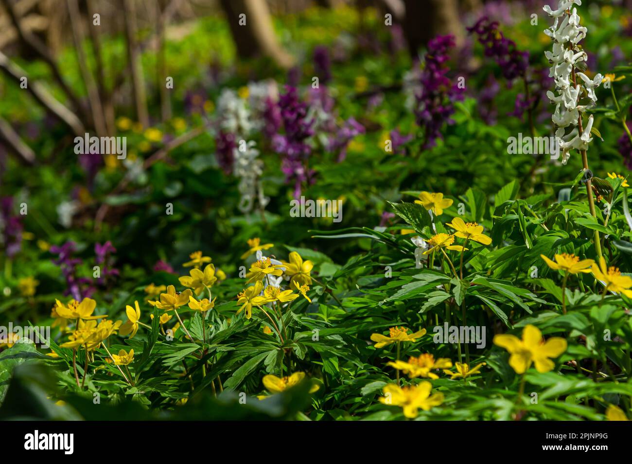 Corydalis cava, violet spring flowers of corydalis, macro, close-up ...