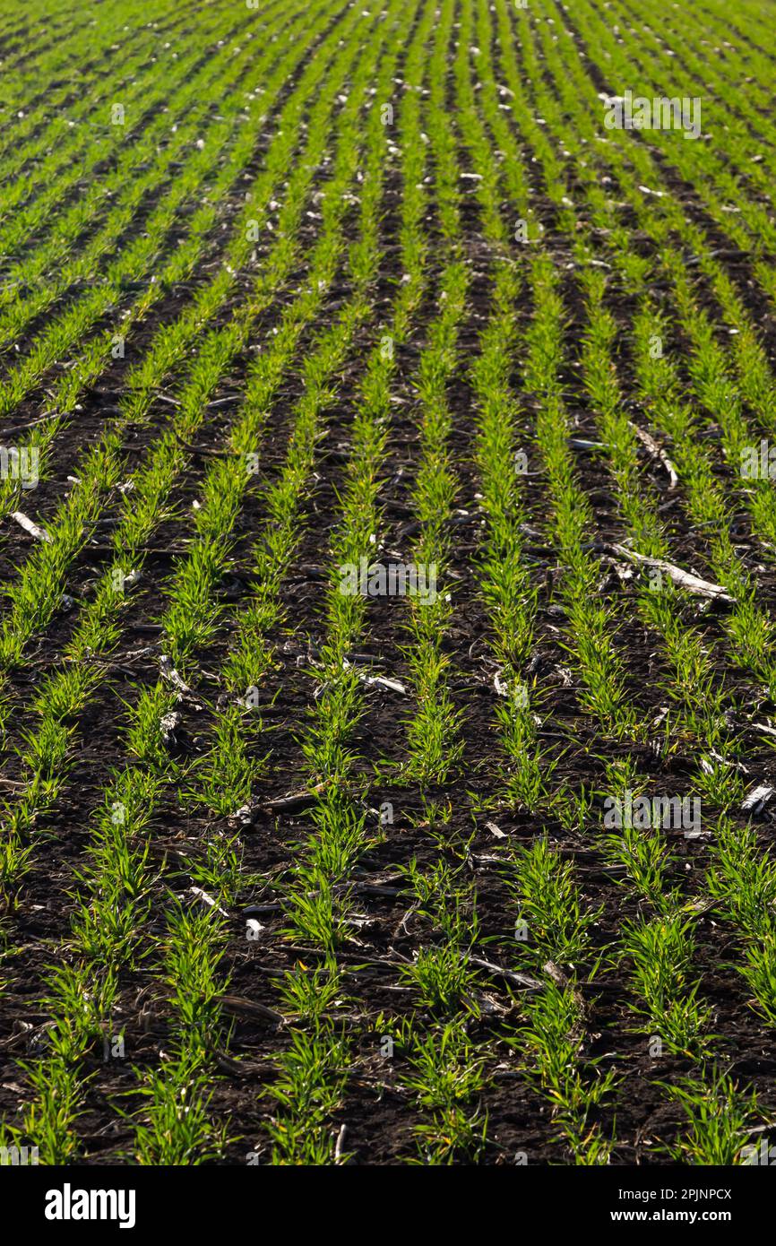 Young wheat seedlings growing in a soil. Agriculture and agronomy theme ...