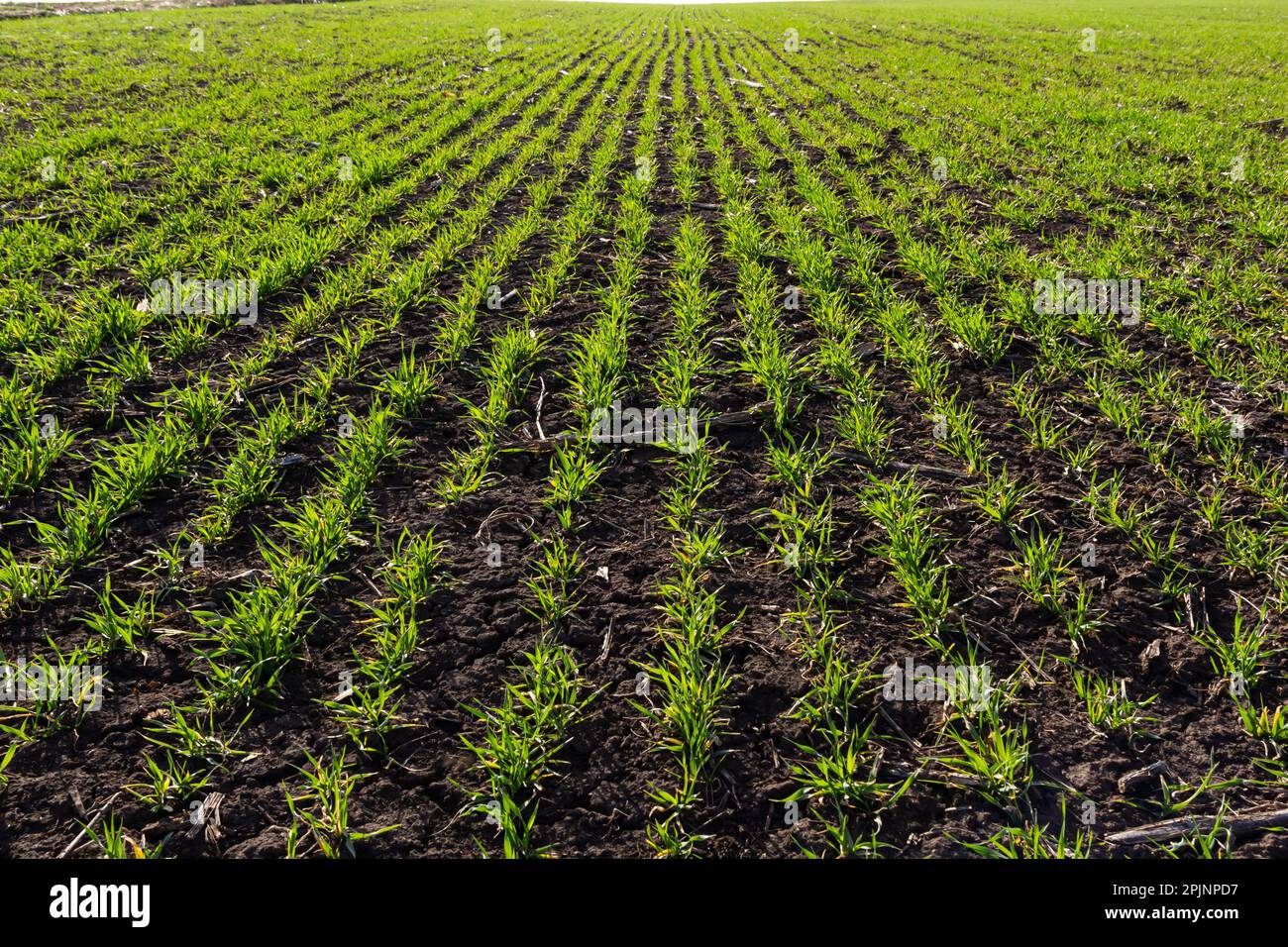 Young wheat seedlings growing in a field. Young green wheat growing in ...