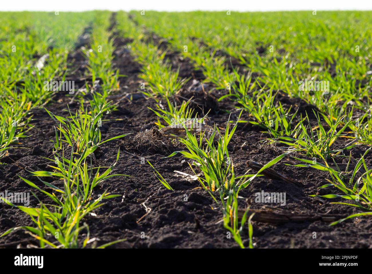 Young wheat seedlings growing in a field. Young green wheat growing in soil Stock Photo - Alamy