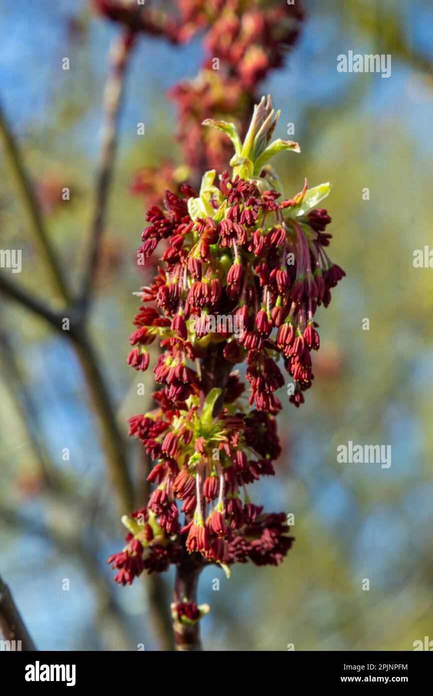 Ash-leaved maple, Acer negundo, Manitoba maple, maple ash. Flowering ...