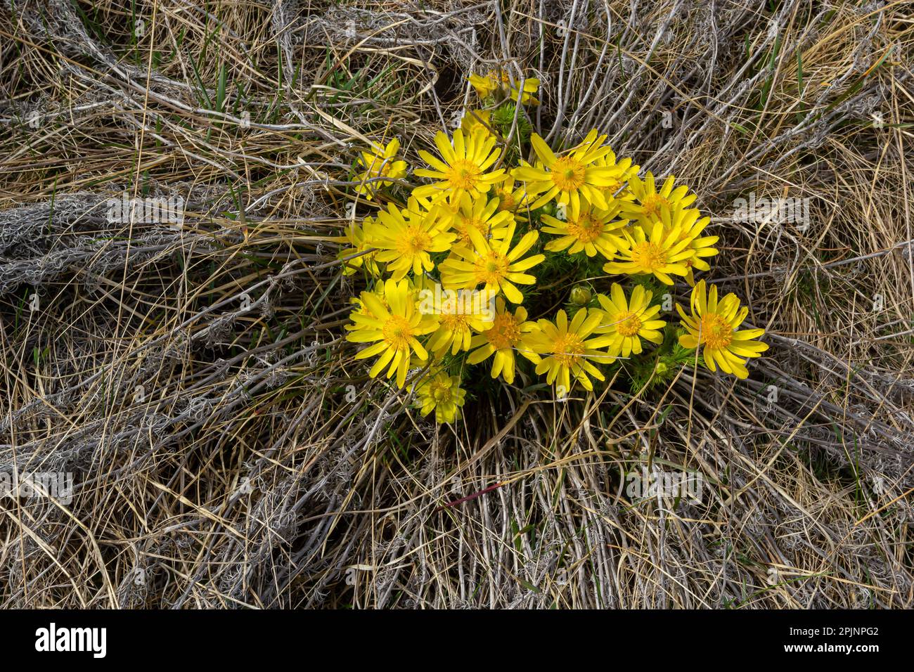 Yellow forest flowers Adonis vernalis, pheasant's eye, spring pheasant ...