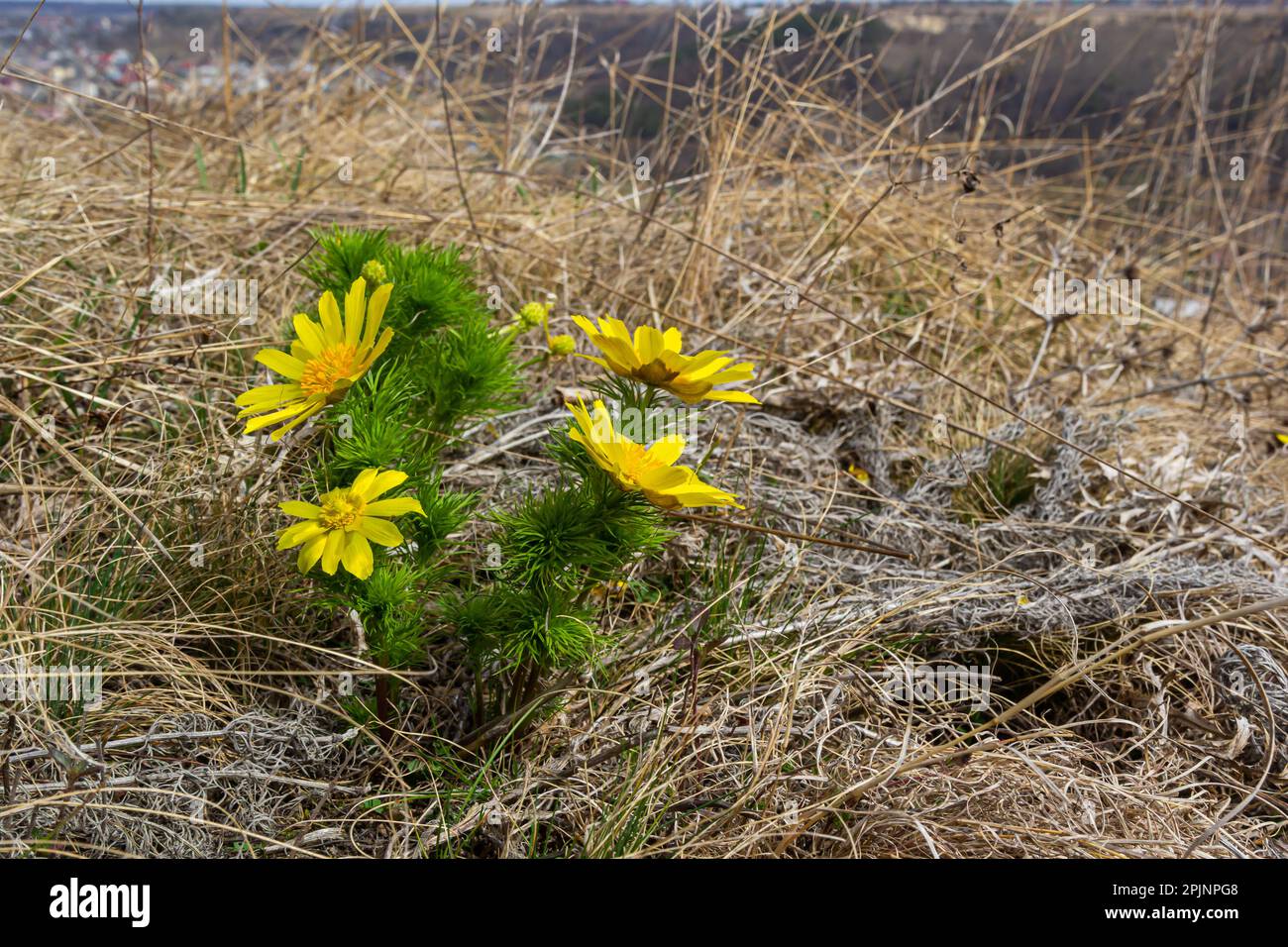 Adonis vernalis is a perennial flowering plant in sping garden. Adonis ...