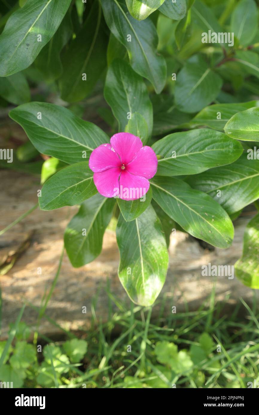 Pink catharanthus hi-res stock photography and images - Alamy