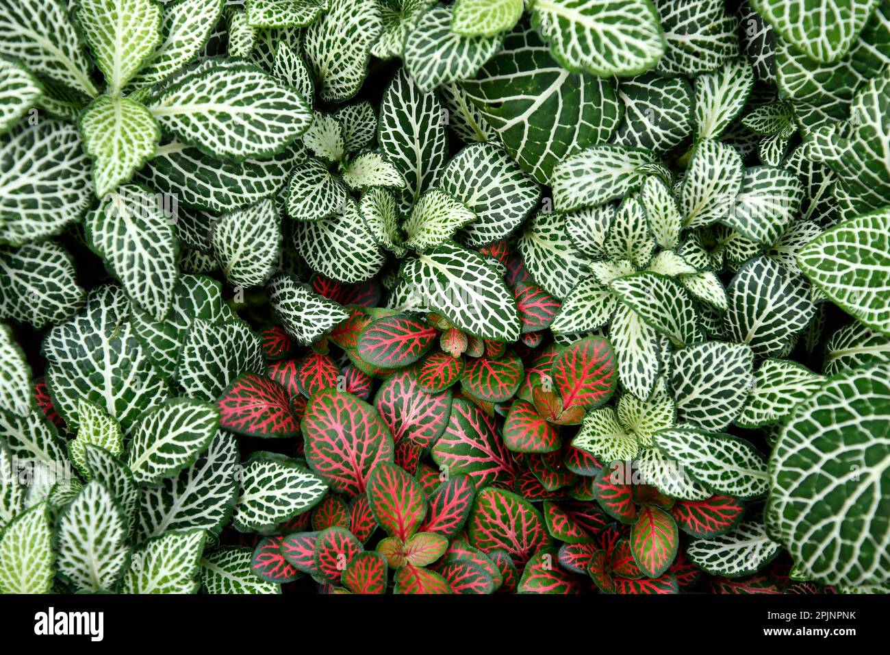 Fittonia plants, Royal Botanic Gardens Kew London UK Stock Photo - Alamy