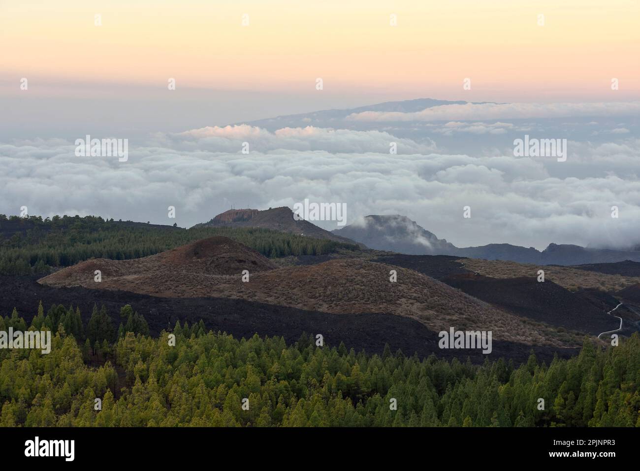 Eleveted view over volcanic landscape with pine trees, Chinyero Nature ...
