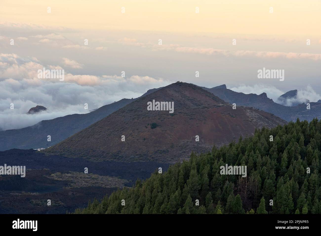 Eleveted view over volcanic landscape with pine trees, Chinyero Nature ...