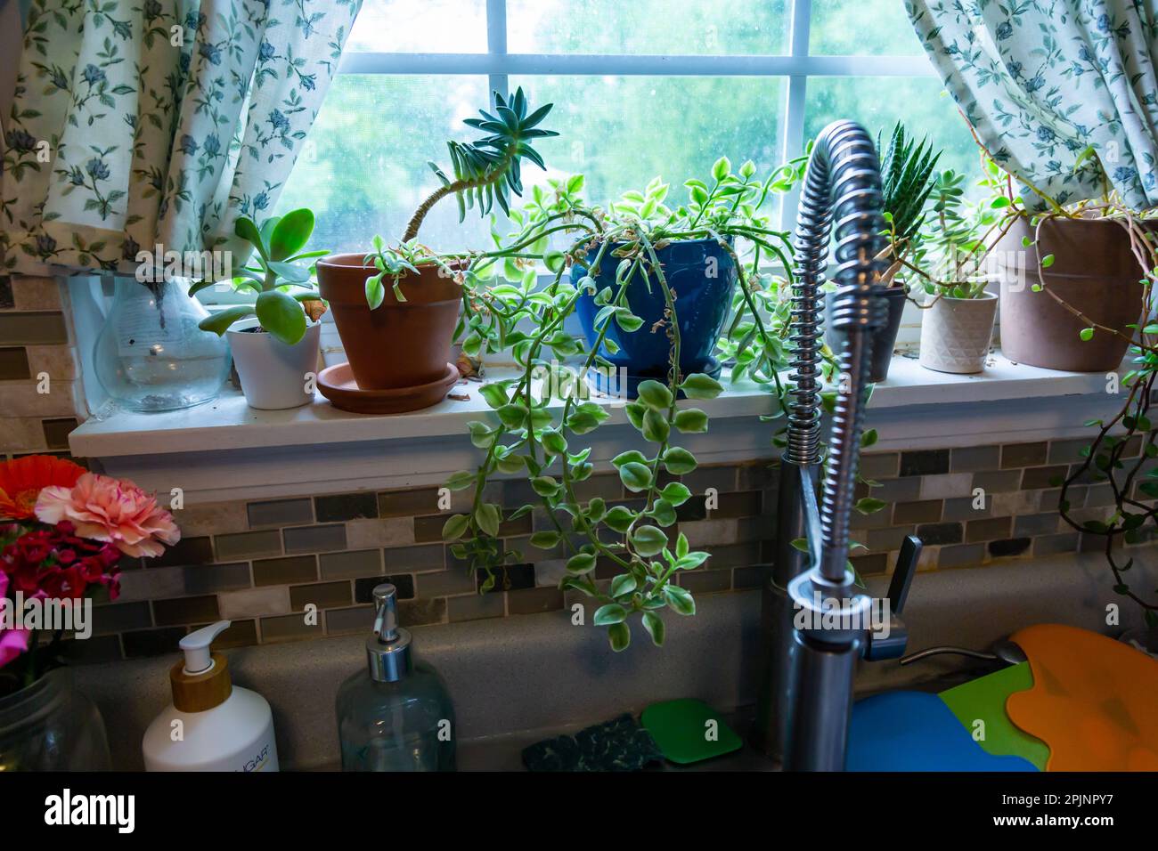 House plants growing in the sunlight line the window sill of an ...