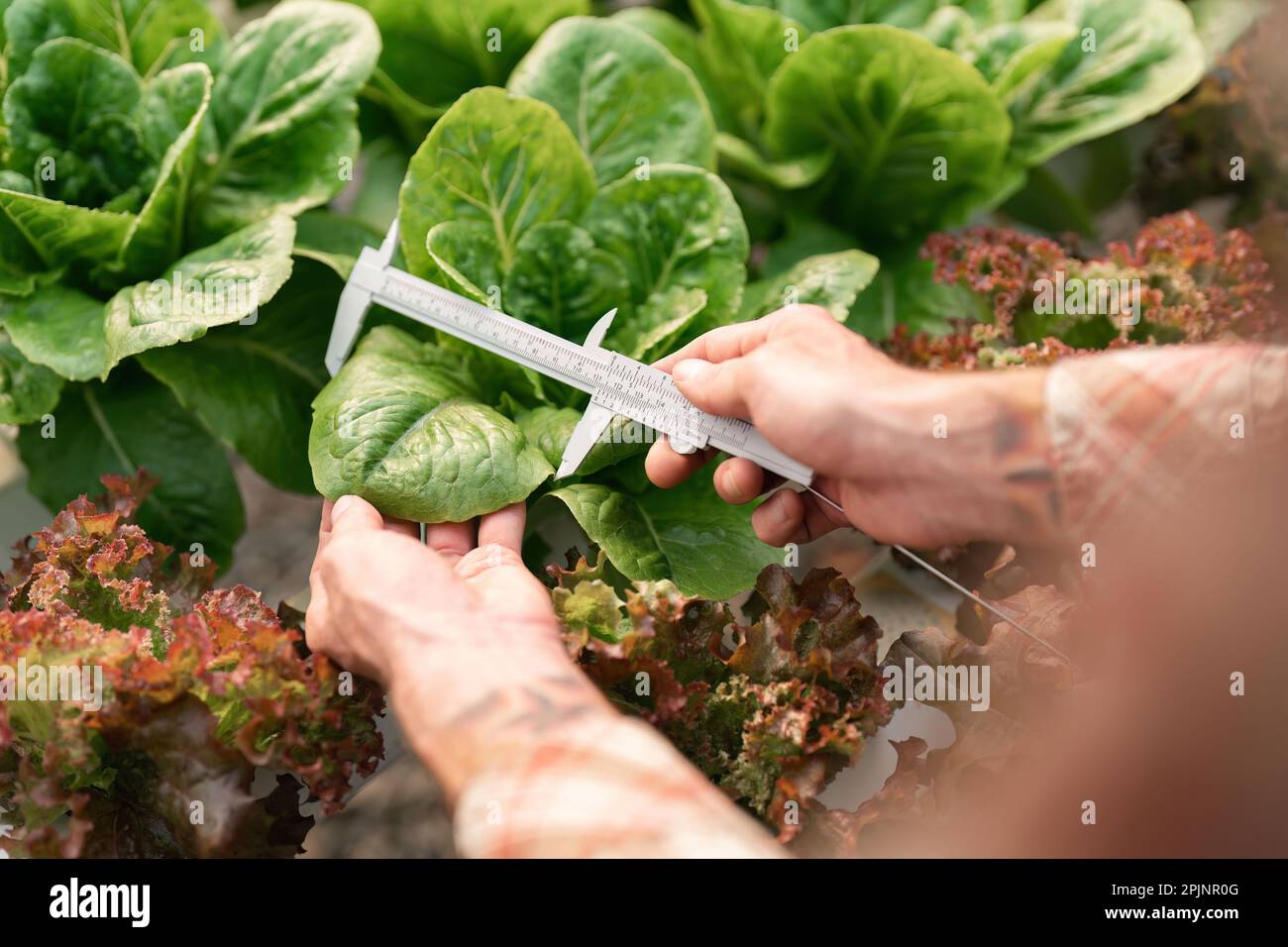 Farmers use vernier calipers to measure vegetables to track their ...