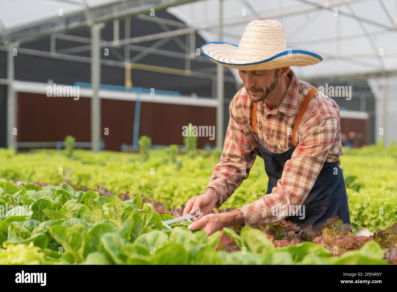 Farmers use vernier calipers to measure vegetables to track their ...