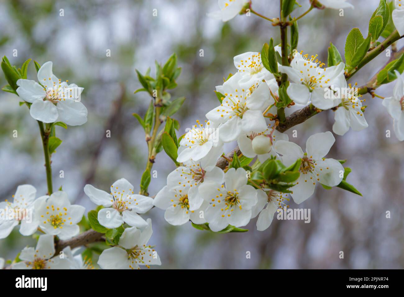 Prunus Cerasifera Blooming white plum tree. White flowers of Prunus ...