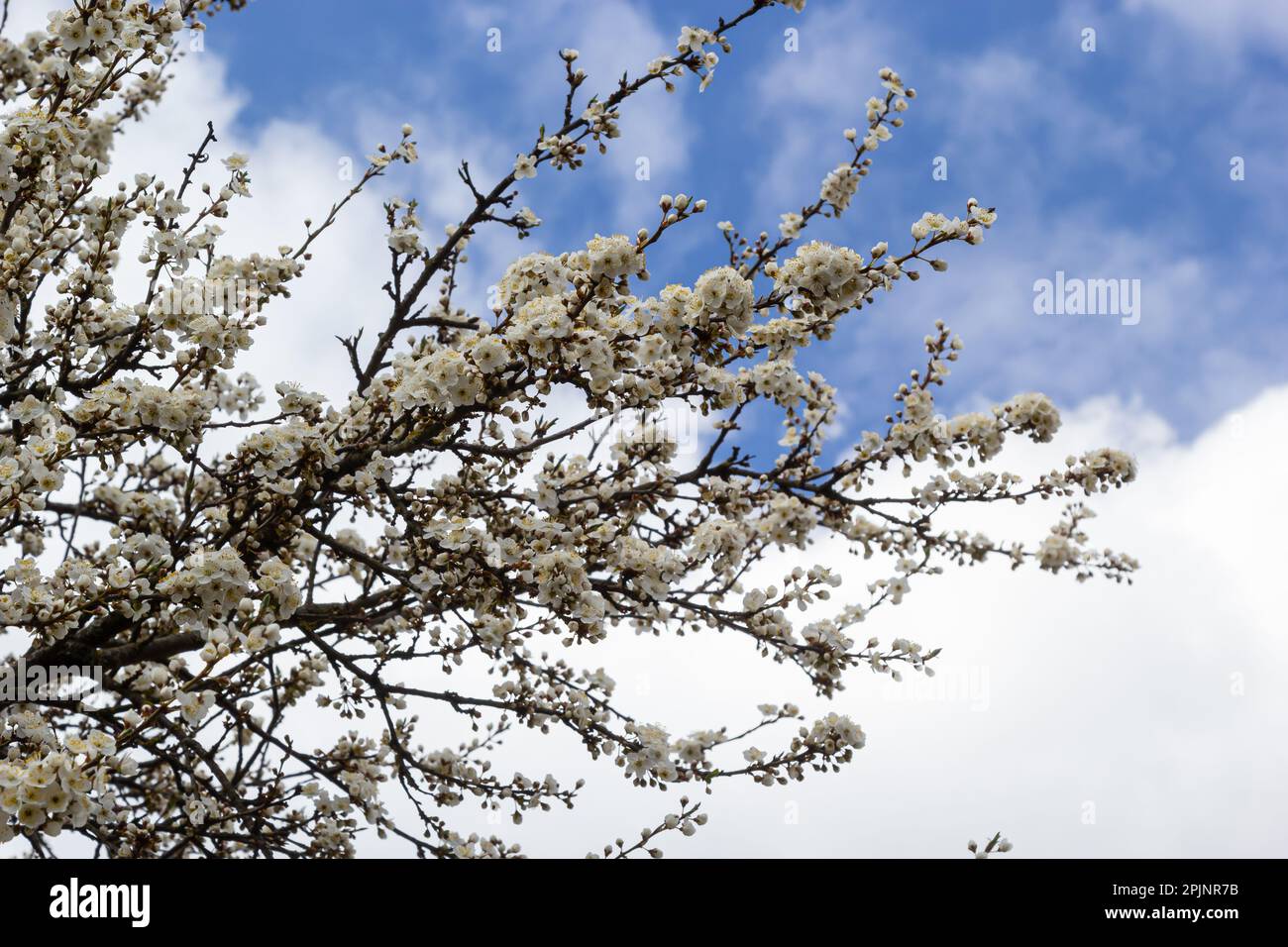 Wild white plum blossoms close up in a forest on a sunny spring day ...