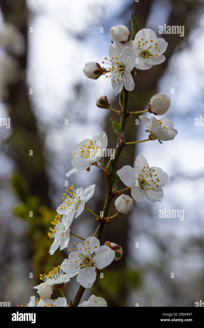 Prunus Cerasifera Blooming white plum tree. White flowers of Prunus ...