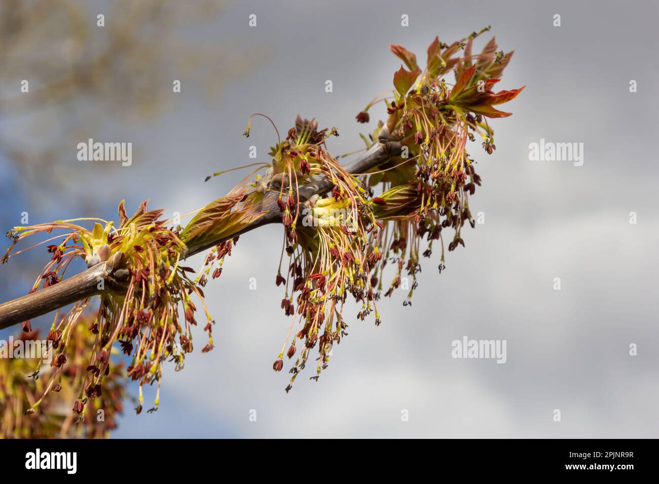 Young Maple leaves in spring,common name as Acer is a genus of trees ...