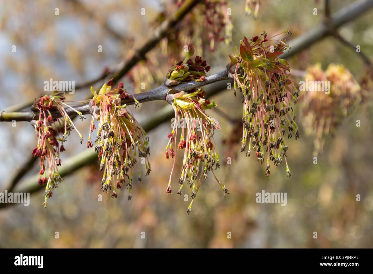 Box Elder, Acer negundo, blossom. Box Elder inflorescence in spring ...