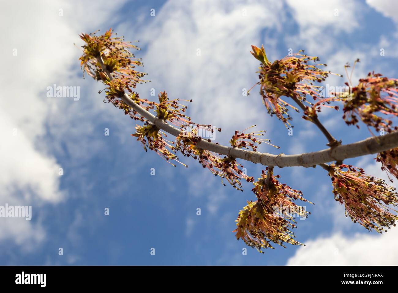 Young Maple leaves in spring,common name as Acer is a genus of trees ...